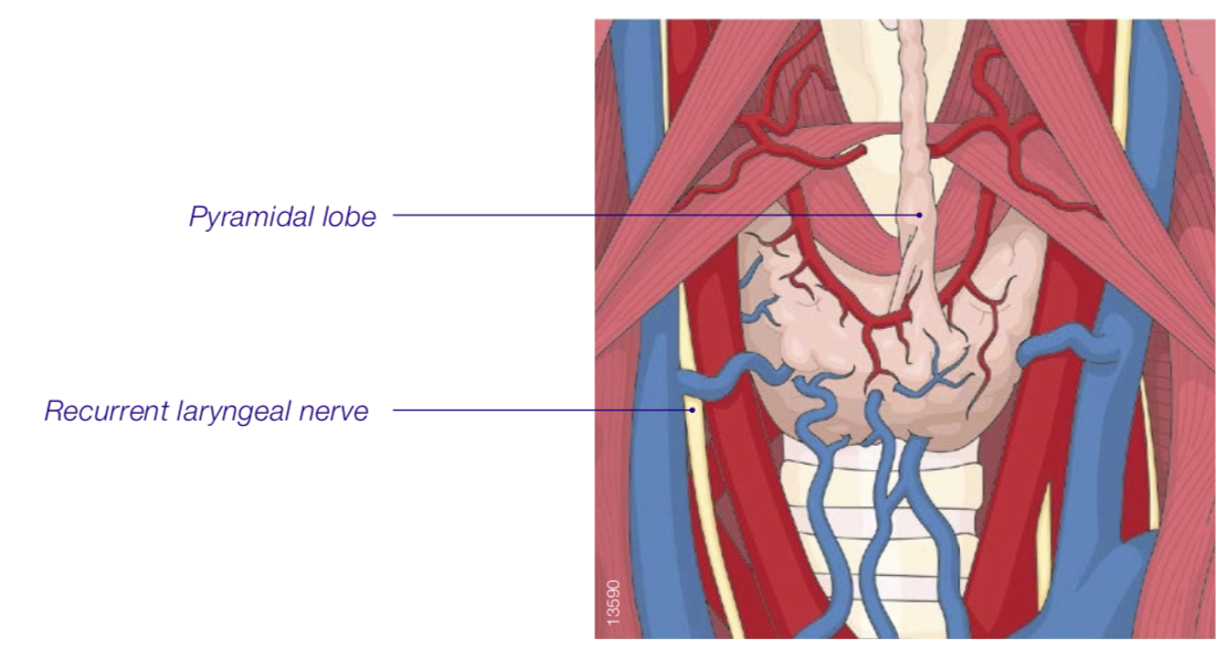 Thyroidectomy Procedure Guide- THUNDERBEAT Open Fine Jaw - Olympus ...